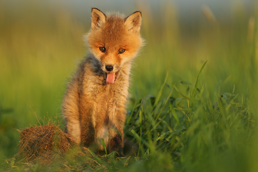 Szepty natury: Tam gdzie lis mówi dobranoc