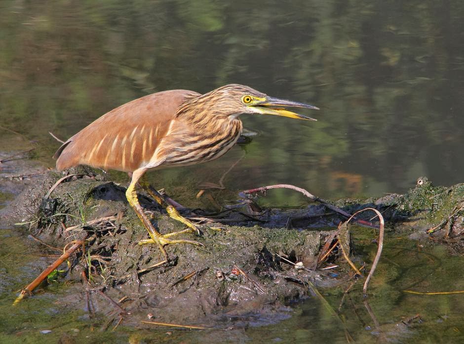 Tierra de cigueñas: Garcilla india (Ardeola grayii)