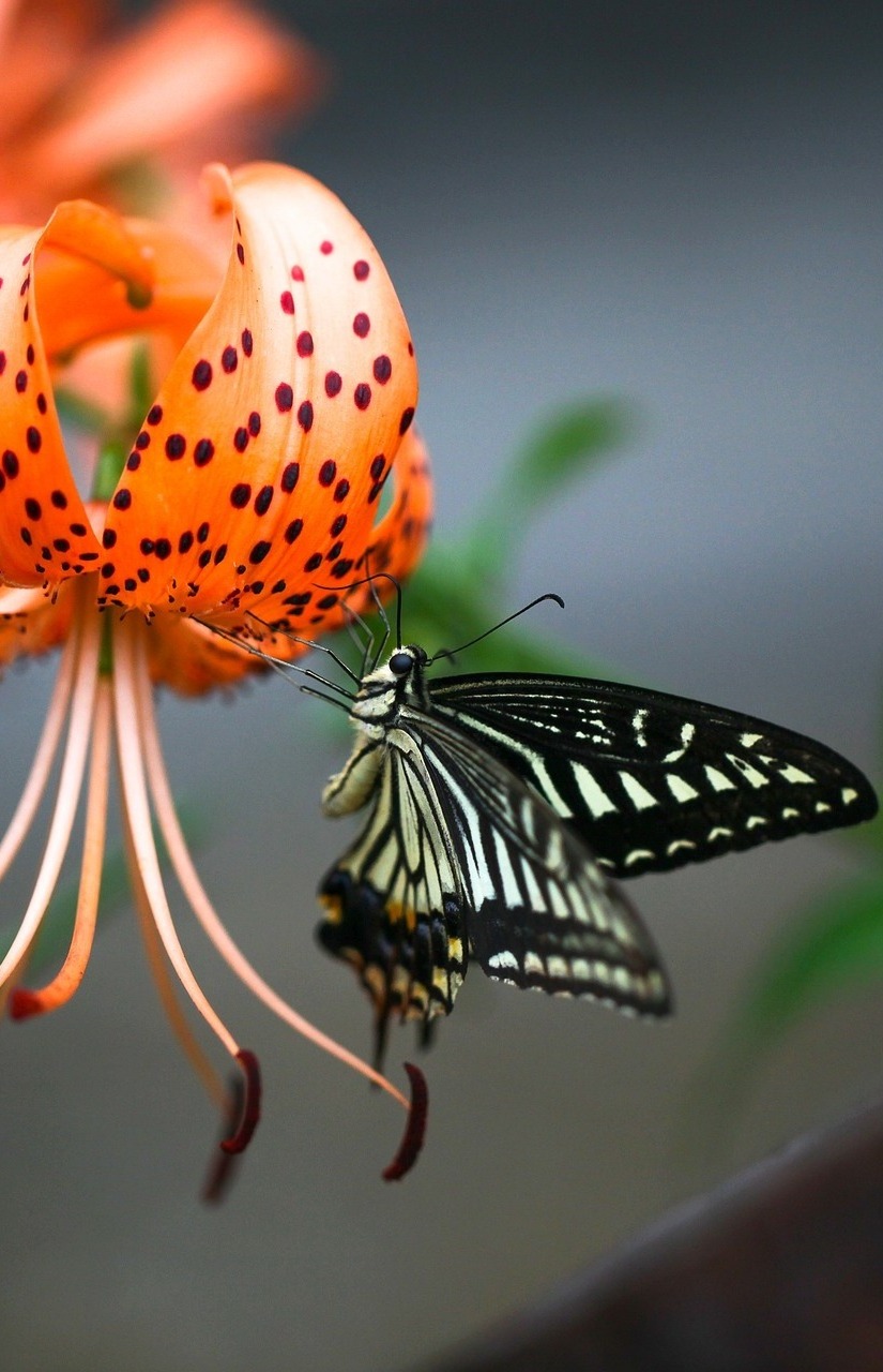 Butterfly beauty - About Wild Animals