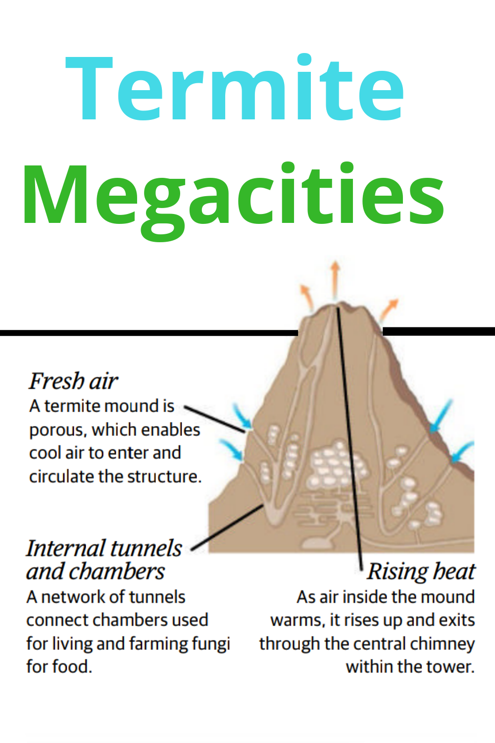 What do ant colonies look like?,ant colonies structure,ant colony part ...