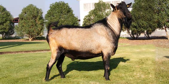 UNIDAD CAPRINA: RAZAS