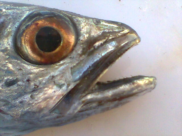 El Mar Argentino Maffeis Oscar: Peces y mamiferos.