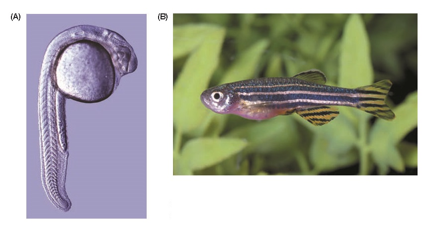 VERTEBRATES - pediagenosis