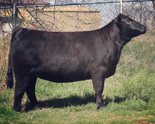 Executive Sires, Inc.: Bushman Cattle Co. - Utah - No Worries x ...