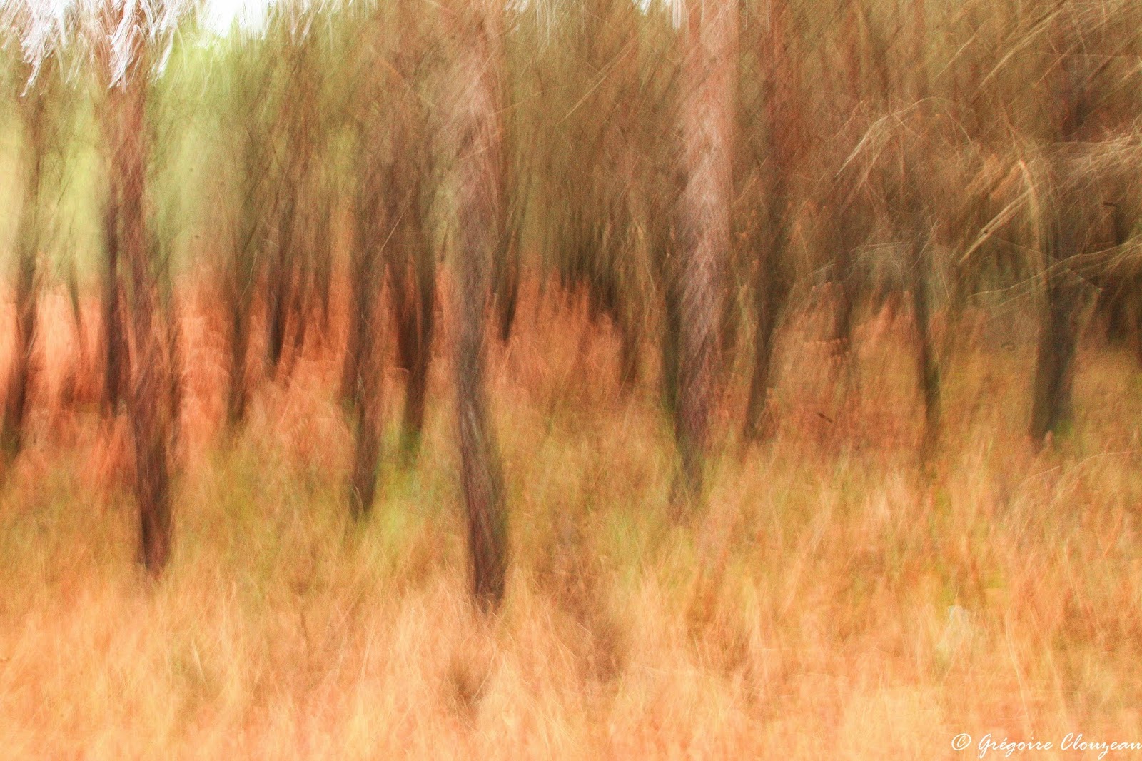 Droites forestières, la forêt symbolique ~ FontaineBleau Passion