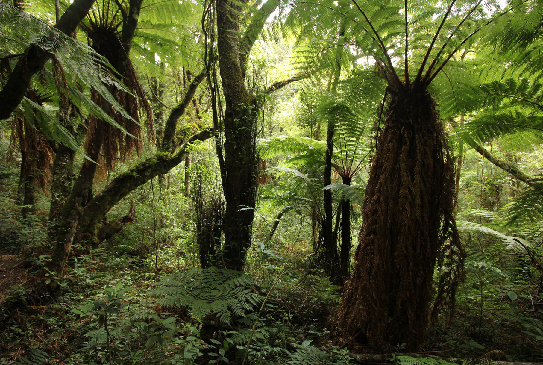 Amboró National Park, Bolivia (with Map & Photos)