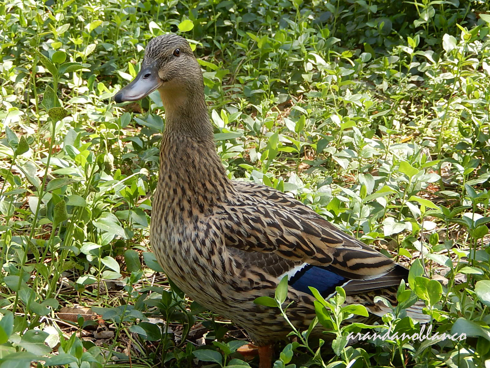 parquemarialuisa-encinarosa: Aves / Patos / Parque de María Luisa / Sevilla