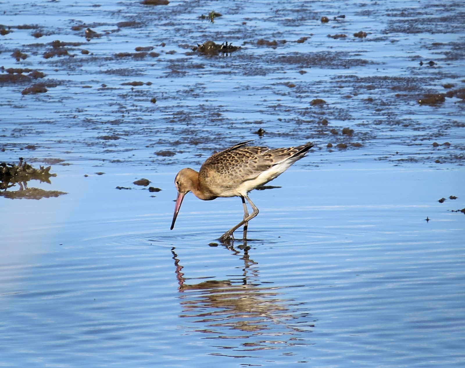 Aberbrothock: The Lurgies, Montrose Basin