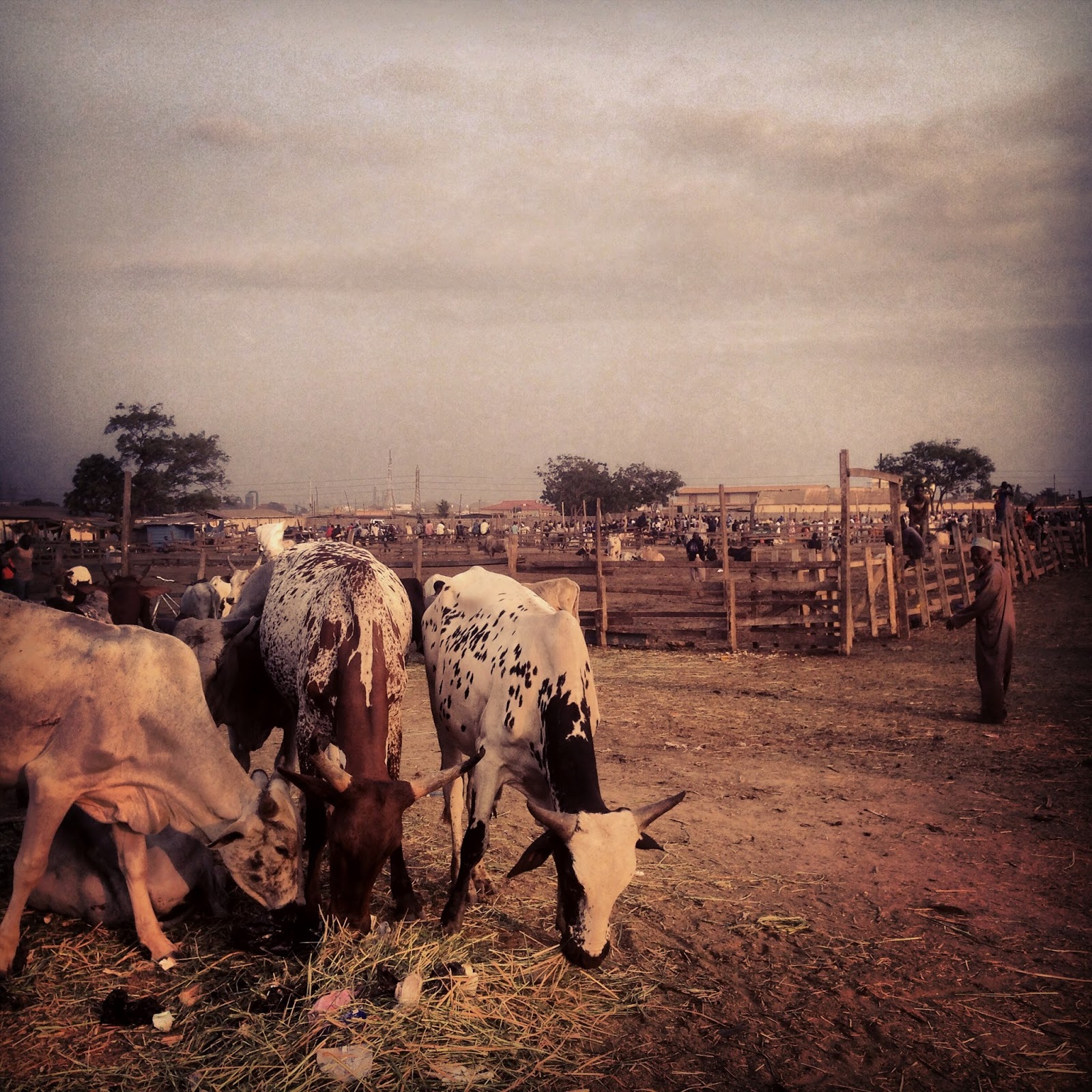Institute of Ranch Management – The Ghana Project: Beautiful ranch ...