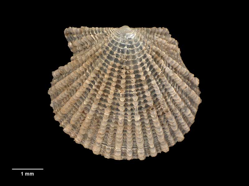 Variety of Life: Cyclopecten