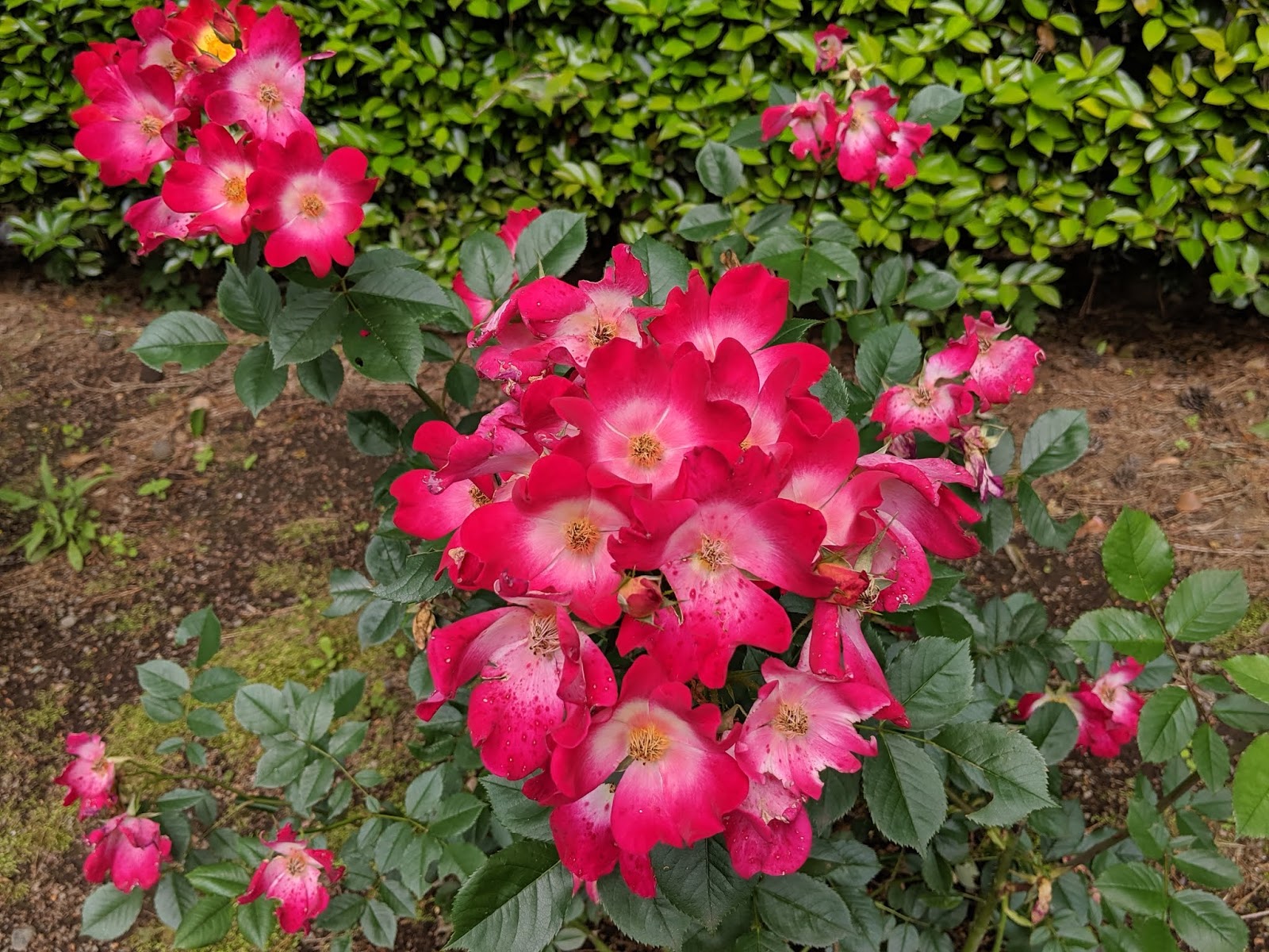 katsujiro-ueno: Taman Bunga Mawar di Igashira, Kota Moka, Tochigi, Jepang
