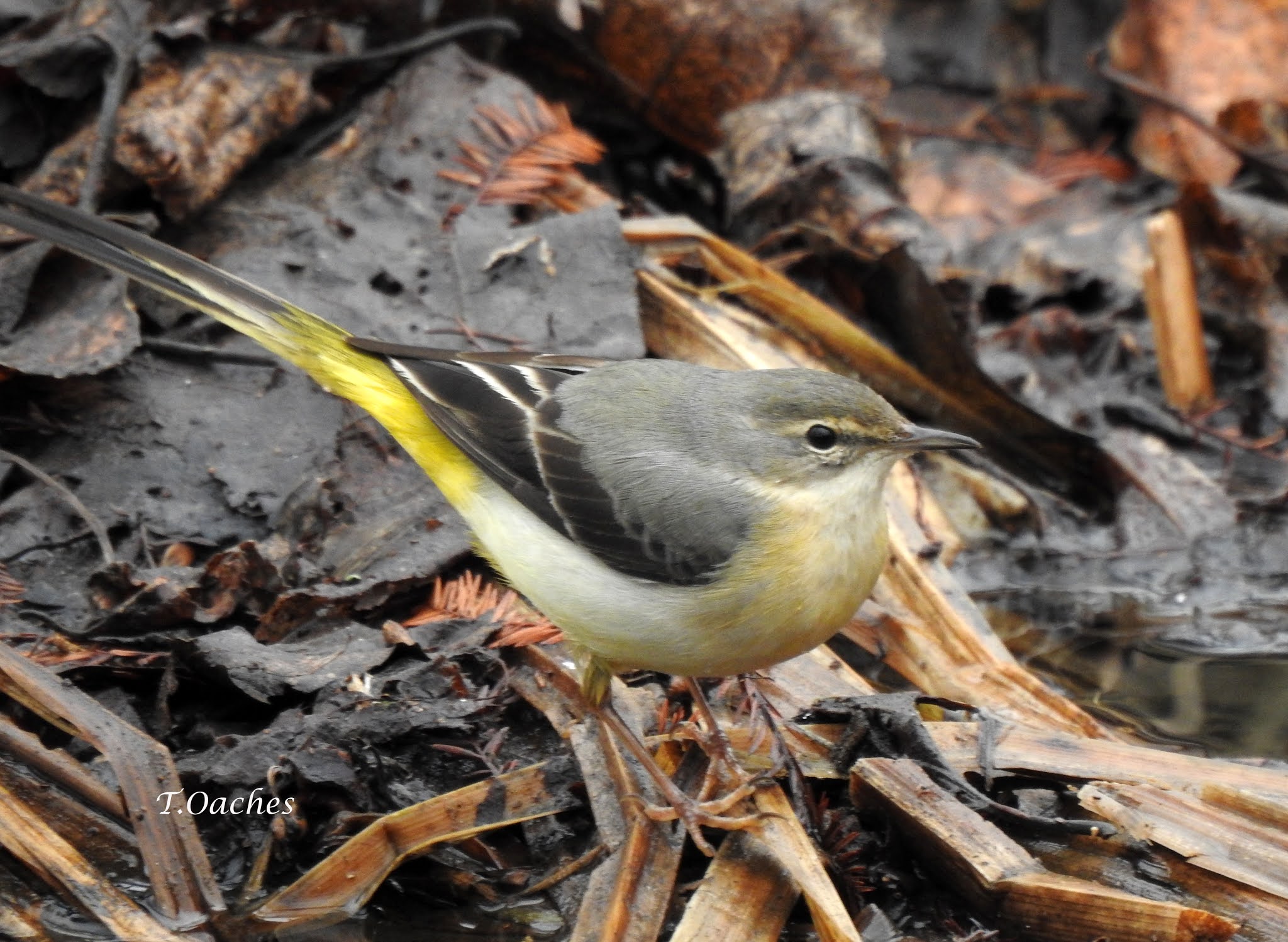 PASARI DIN ROMANIA: CODOBATURA DE MUNTE, Motacilla cinerea