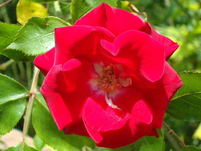 Roses, roses, roses and more roses