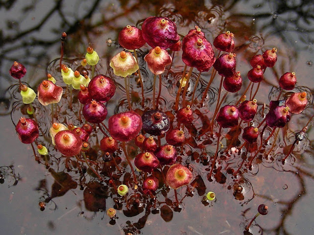 Всё о бегониях и не только...: Сплахнум красный / Сплахн красный ...