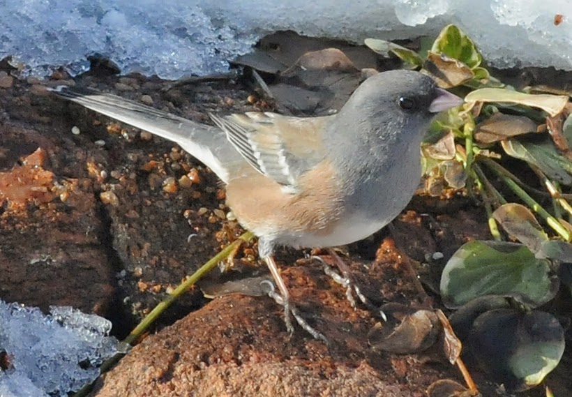 Bird Hybrids: Dark-eyed Junco intergrades - Pink-sided Junco x White ...