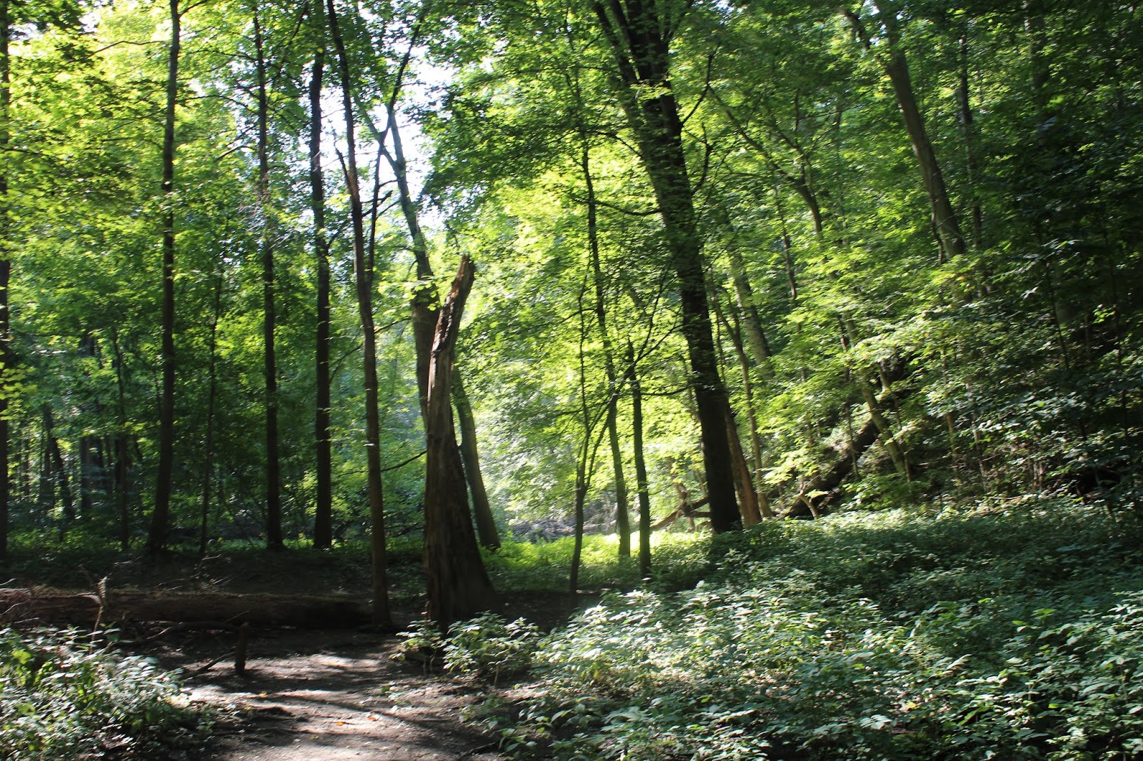 FINALLY - Visiting Warren Woods State Park
