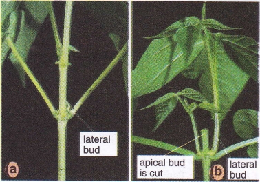 Auxin And Gibberellin Growth Hormone Of The Plant - New Science Biology