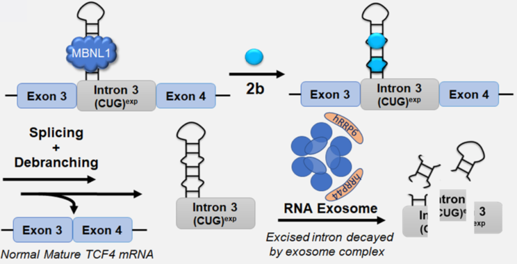 A Small Molecule that Targets an RNA Repeat Expansion