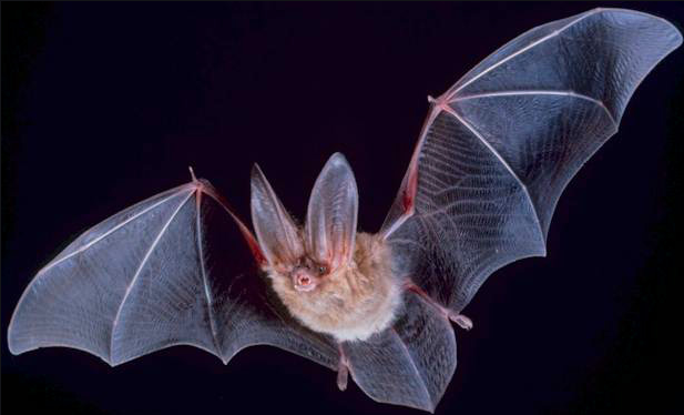 Minda Ke Tinta Dr.Rushdan Noor: BAGAIMANA KELAWAR MAMPU MEMBAWA BEGITU ...