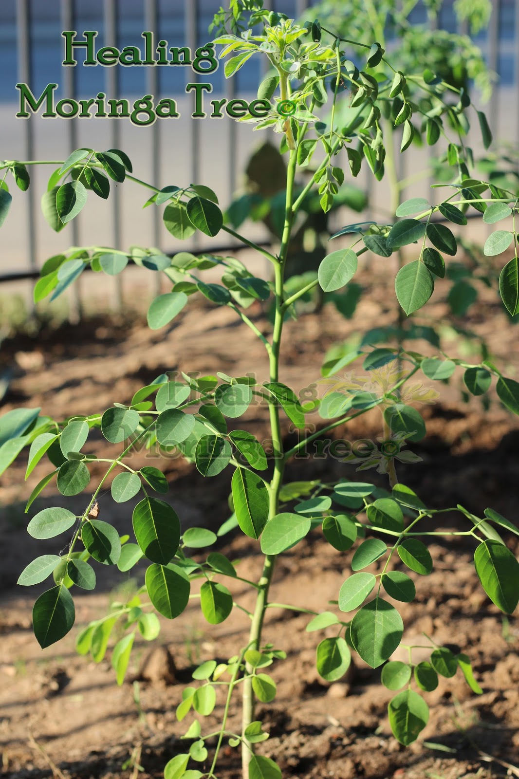 Organic Moringa Trees, Tree of LIFE, Inland empire CA