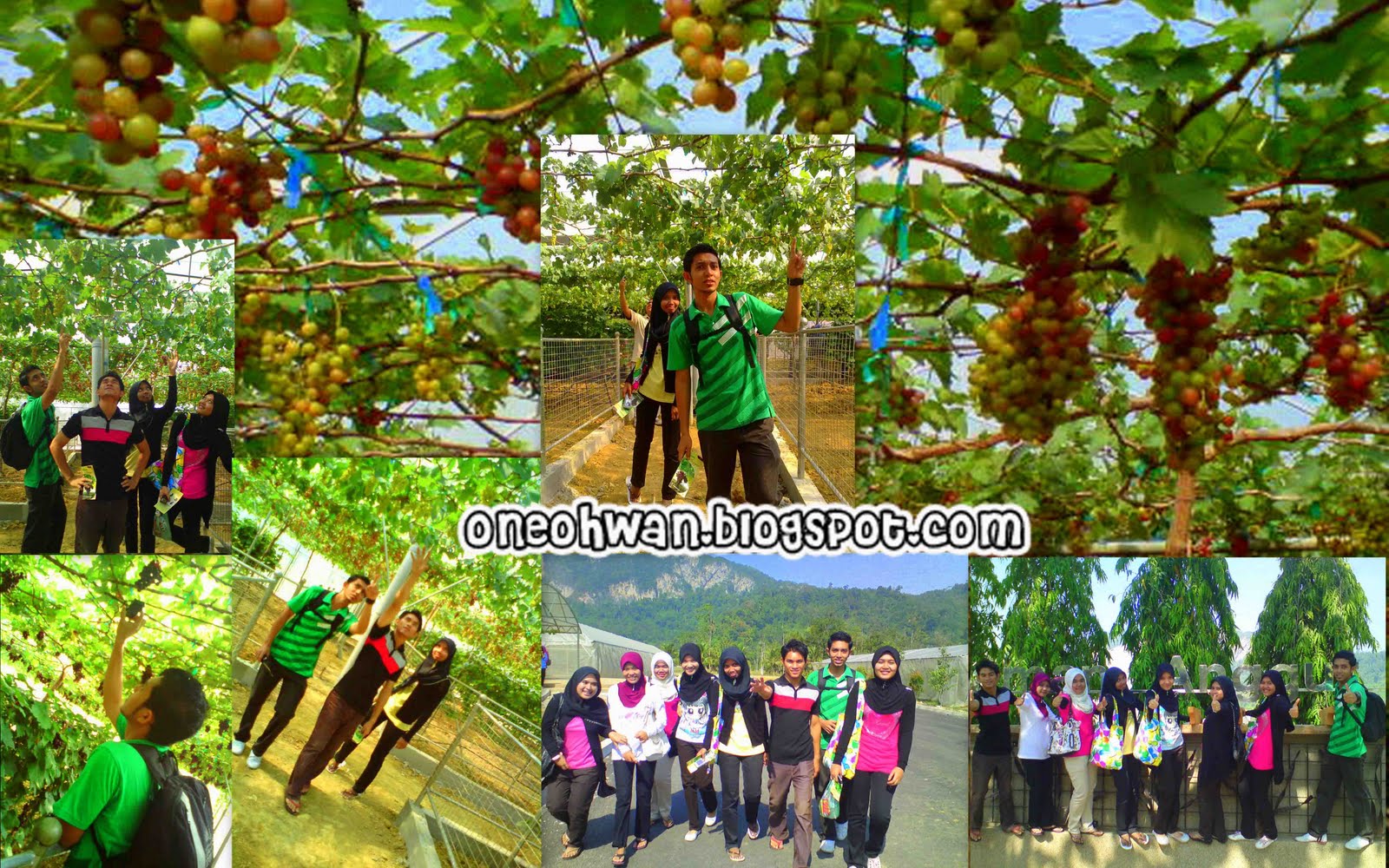 Hazwan Hashim: Ladang Anggur di Australia