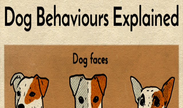 Dog behaviours explained #infographic - Visualistan