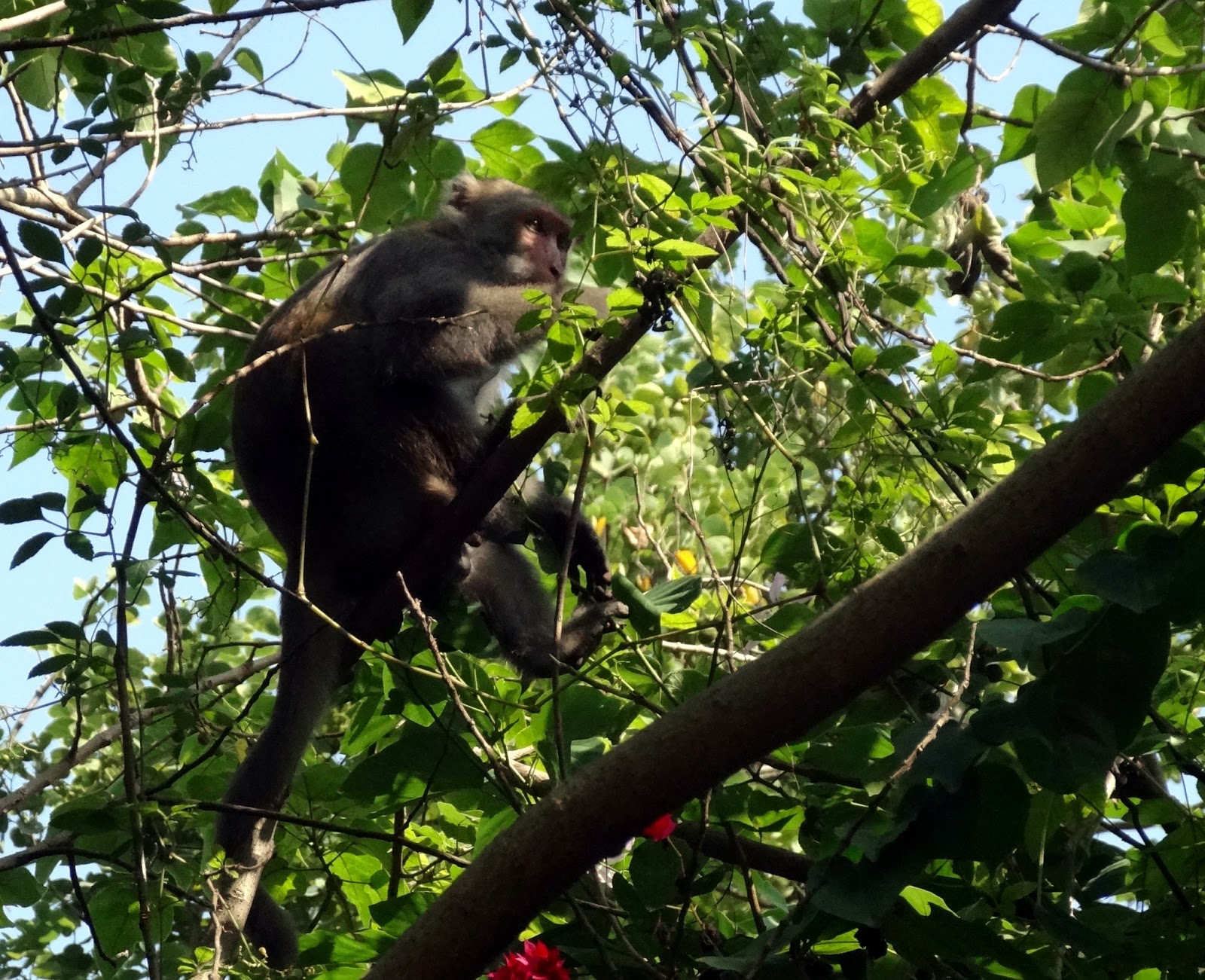Tales From the Beautiful Isle - A Taiwan Blog: Monkey Mountain, Kaohsiung