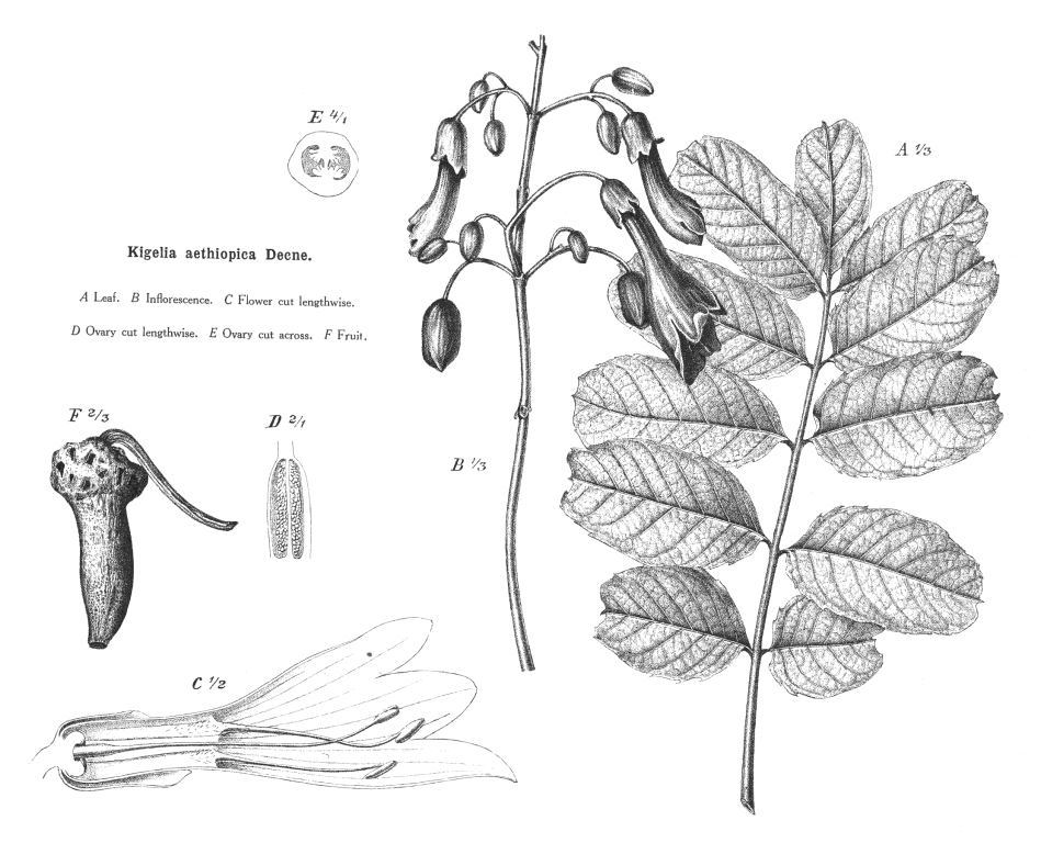 PLANT FAMILIES OF PUERTO RICO AND FLORIDA PAPO VIVES: BIGNONIACEAE NÚM ...