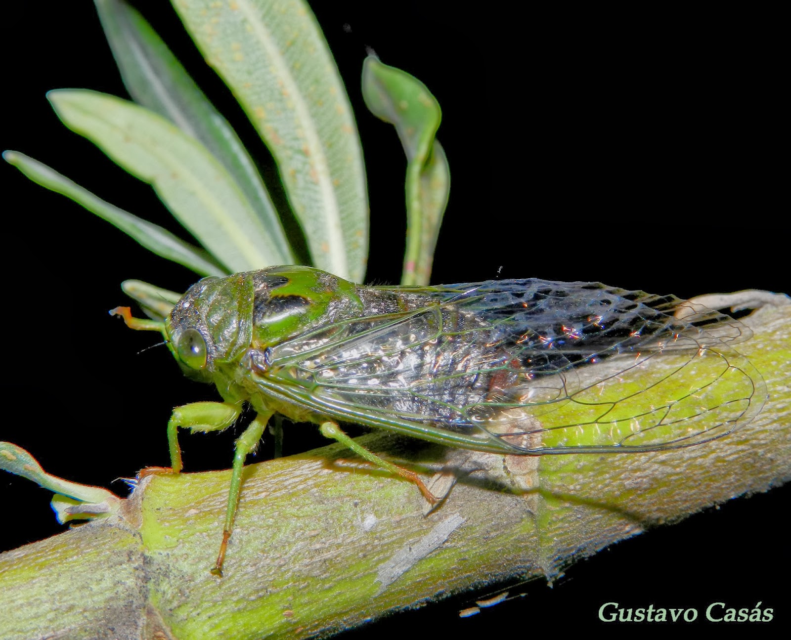 INSECTOS: Dorisiana drewseni - Chicharra o cigarra.