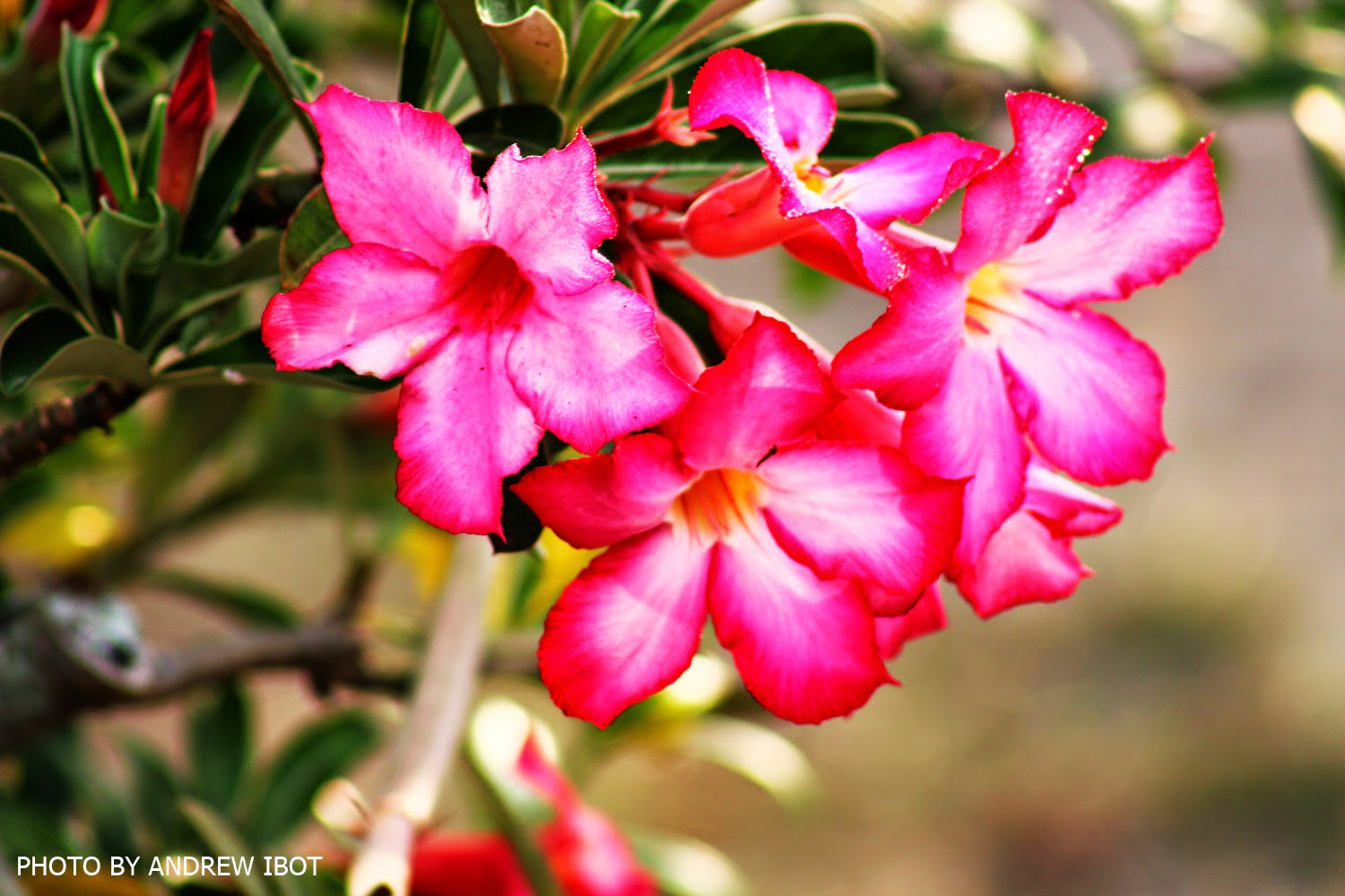 Ako si ANDREW IBOT!: Kalatsutsi (Plumeria acuminata Ait)