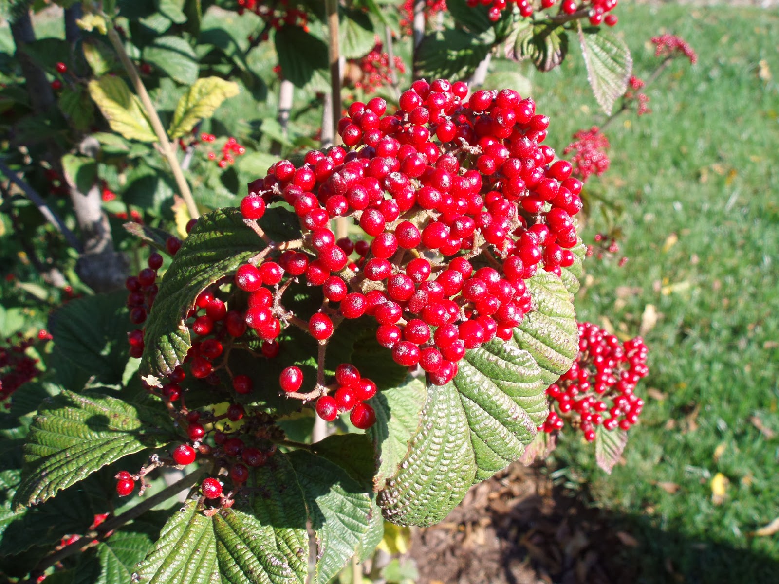 Rotary Botanical Gardens - Hort Blog: Enjoy Berries (And Birds!)