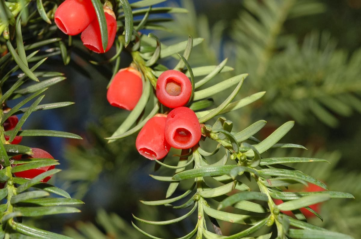 ΑΡΚΕΥΘΟΣ ιουνίπερος - Juniperus Communis | ΒΟΤΑΝΟΘΕΡΑΠΕΙΑ . ΘΕΡΑΠΕΥΤΙΚΑ ...