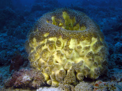 Variety of Life: Geodiidae