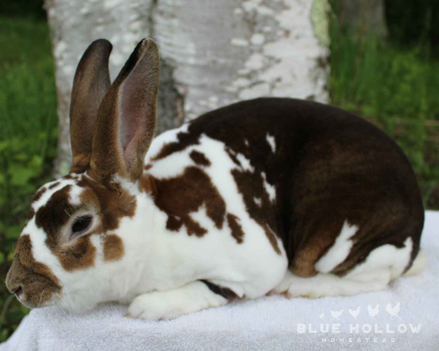 Mini Rex Broken Castor