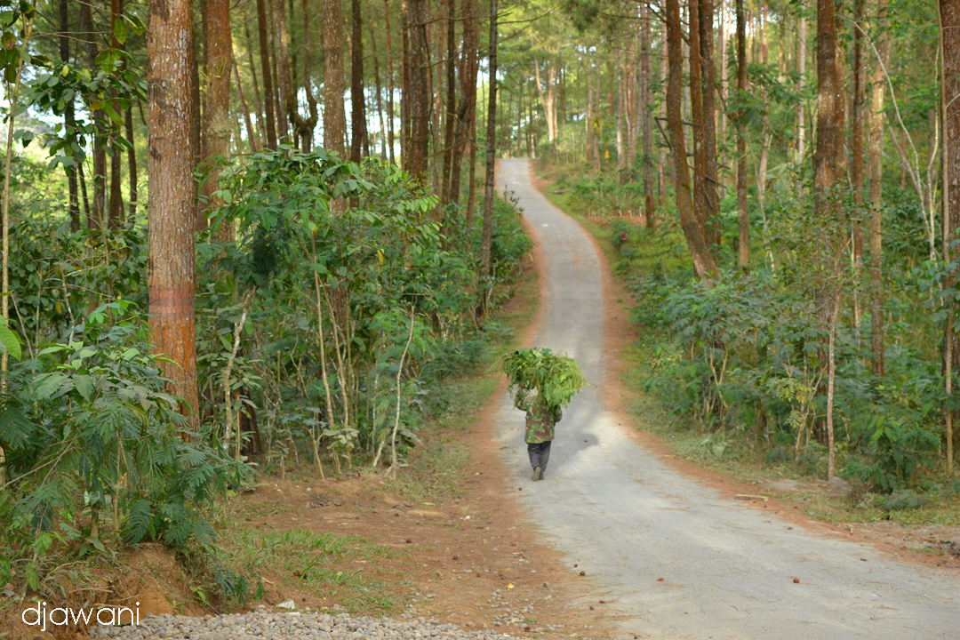 Hutan Pinus Kalilo Menikmati keindahan Hutan Pinus Di Purworejo - Wisata ku