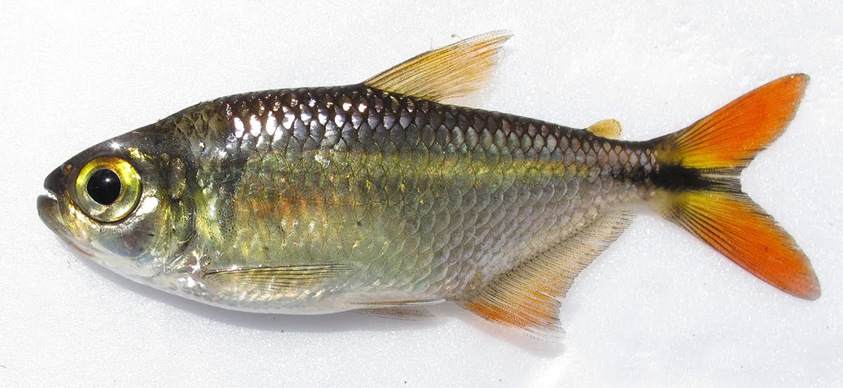 Peixes de água doce do Brasil