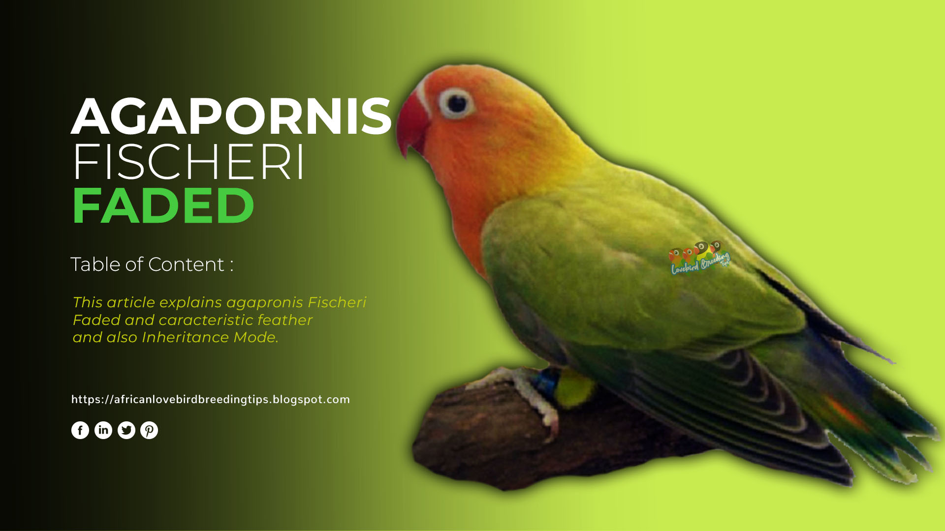 Agapornis Fischeri Faded - African Lovebird Mutation