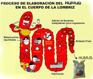 El sistema digestivo de la lombriz roja californiana | Ecología