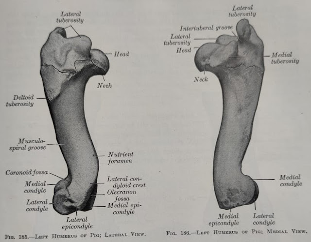 Humerus | Gross Anatomy | Anjani Mishra