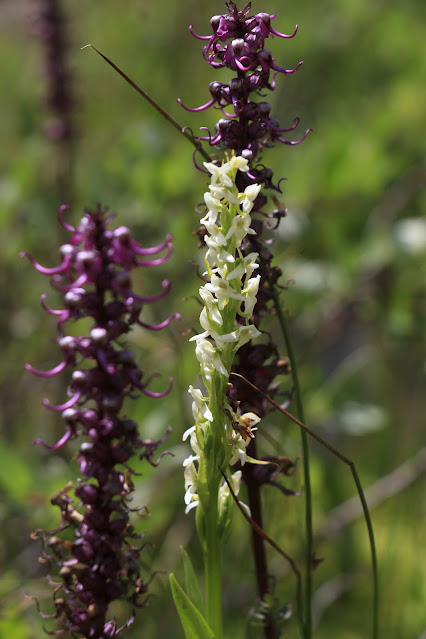 Native Orchids of the Pacific Northwest and the Canadian Rockies (and ...