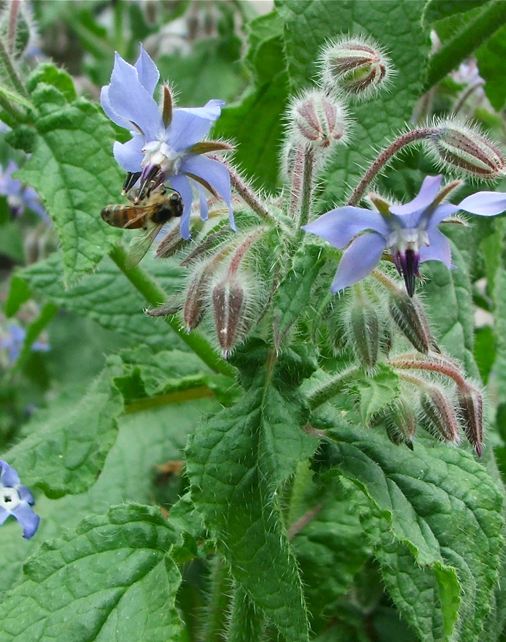 Garden and Bliss: Borage in the Garden