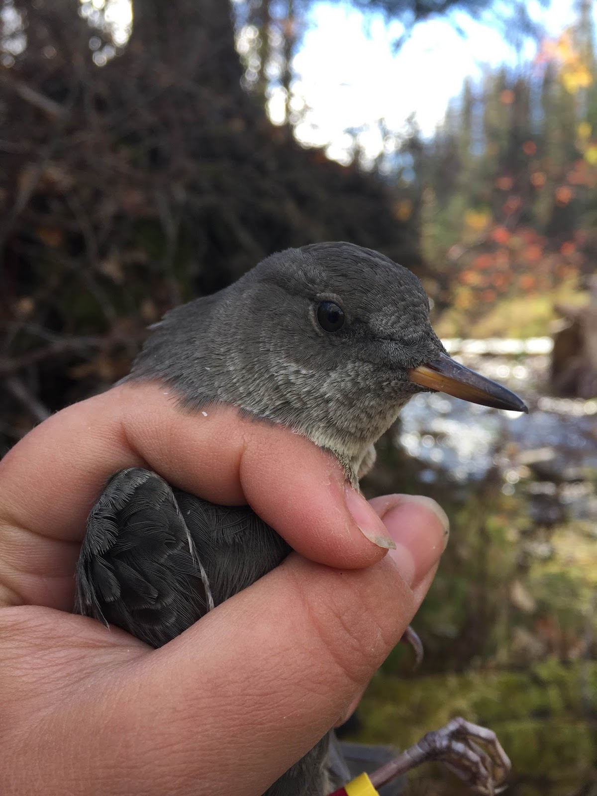 Dr. Christine A. Bishop : American Dipper