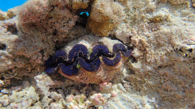 Crawshaw's Tokelau adventure: Fenua Loa- beautiful photo's. July ...