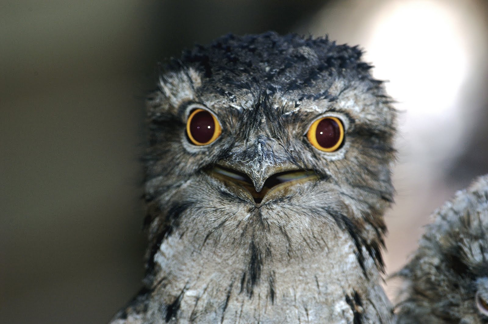 Introducing The Frogmouth