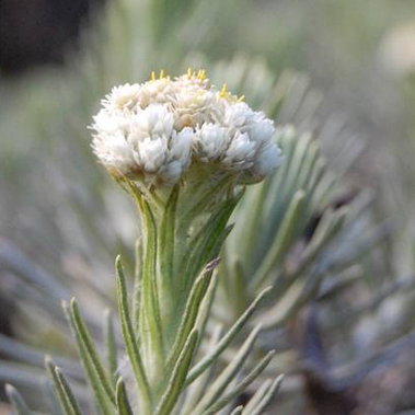 Edelweiss Jawa | Survival