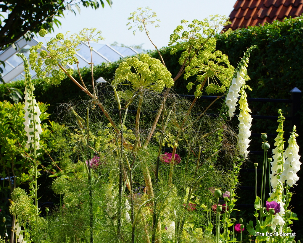 Fra frø til blomst: KVAN