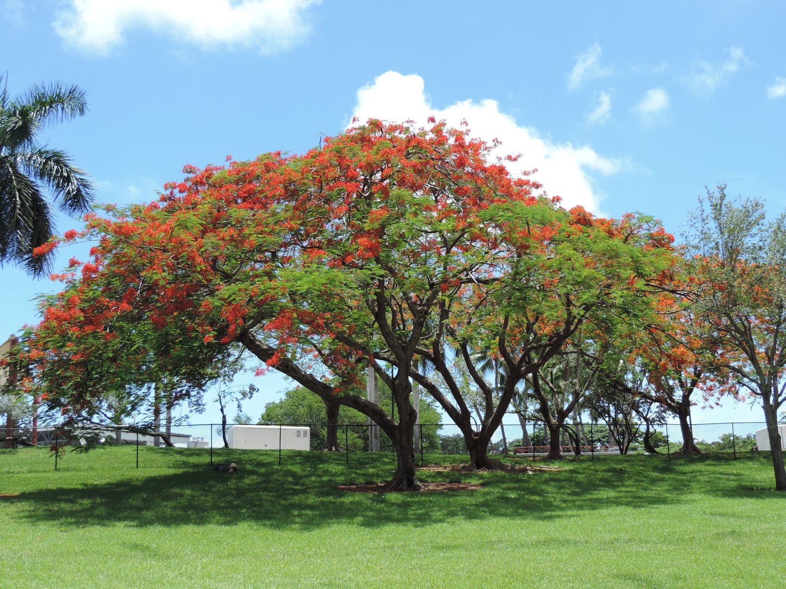 Bonao Internacional: LOS FLAMBOYANES ROJOS , AMARILLOS Y MORADOS ESTAN ...