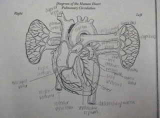 Colten's Blog: Heart Dissection/ Heart Labeling Test