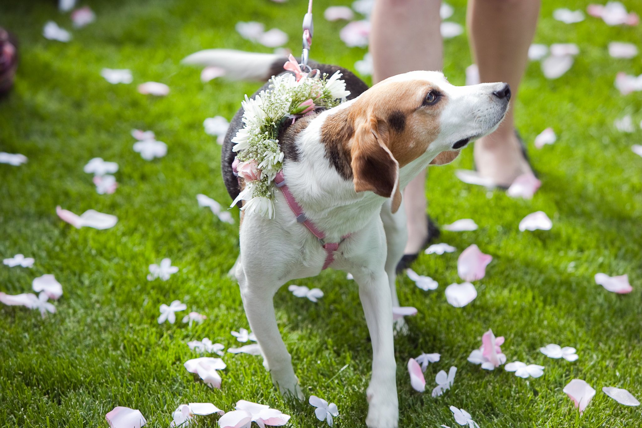 Dog behaviourist reveals how to teach your dog to be the perfect ring ...