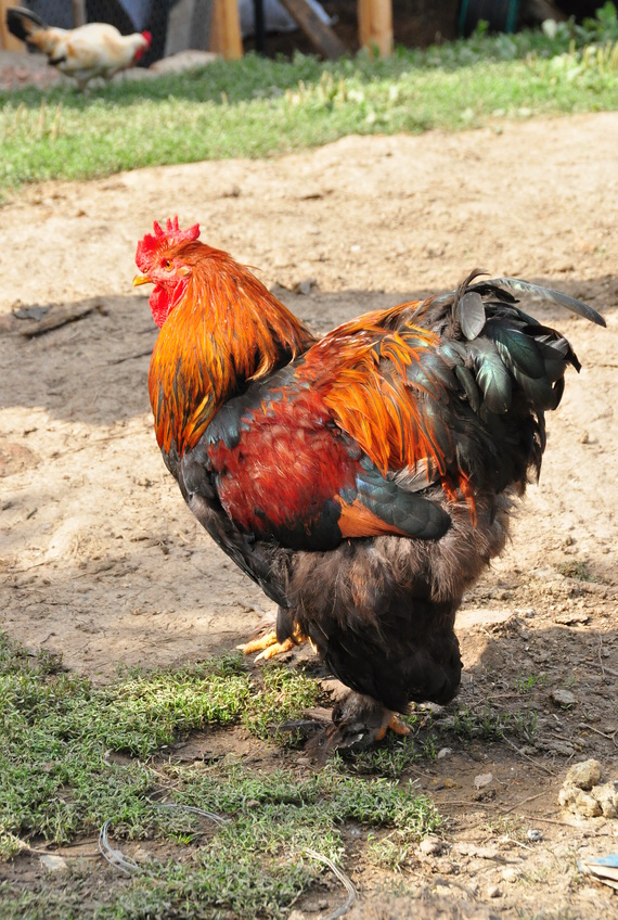 Gaini de Rasa - Calin 0727.741.705: COCHINCHINA URIAȘ POTÂRNICHIU